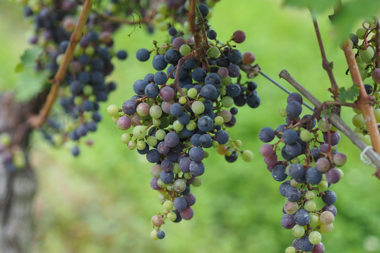 Visiting Château Mercian, one of Japan’s leading producers – wineanorak.com