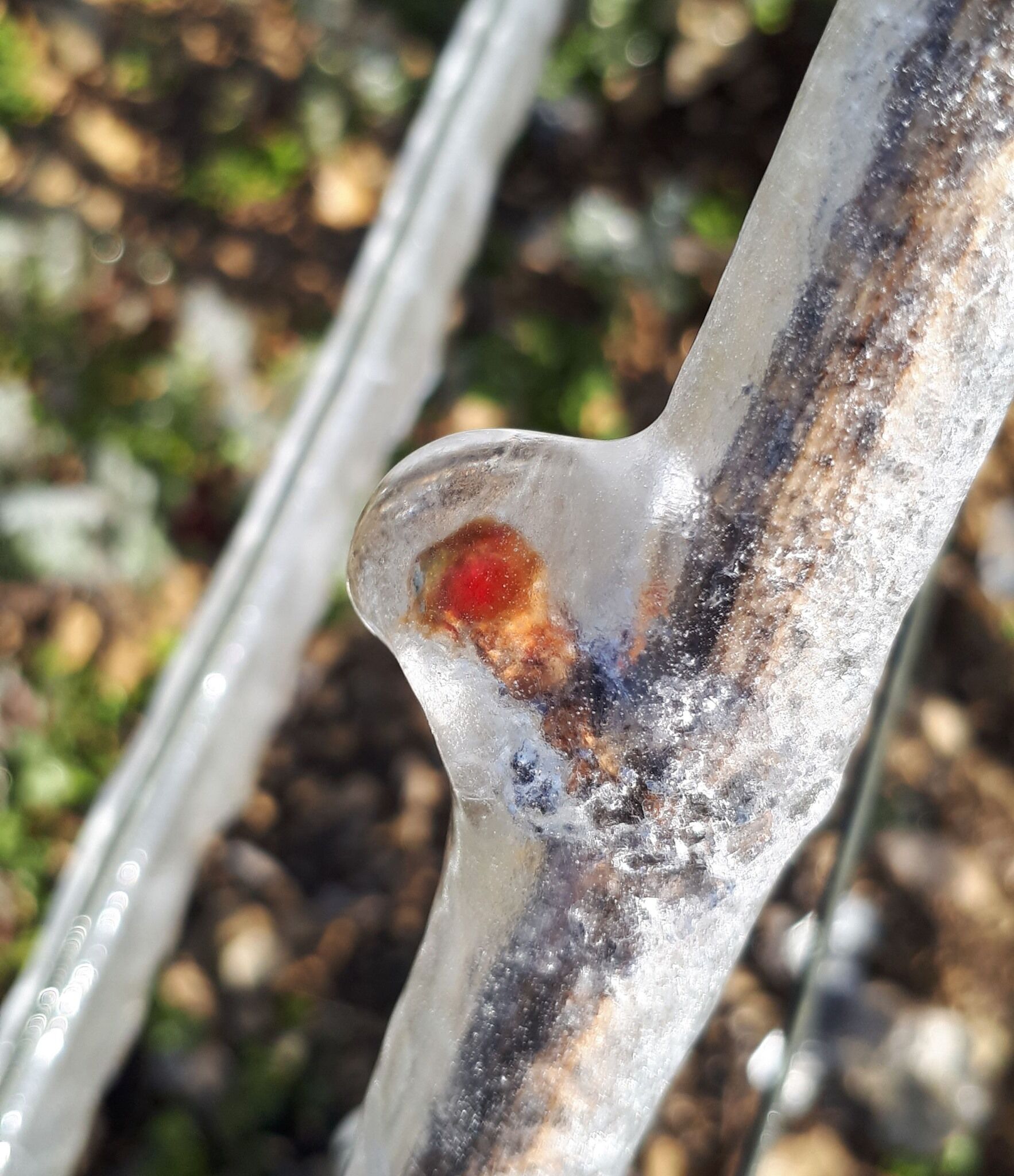 Frost protection using sprinklers: how it really works – wineanorak.com