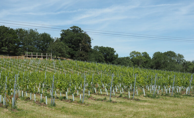 Tillingham: visting the winery leading the charge for natural wine in ...