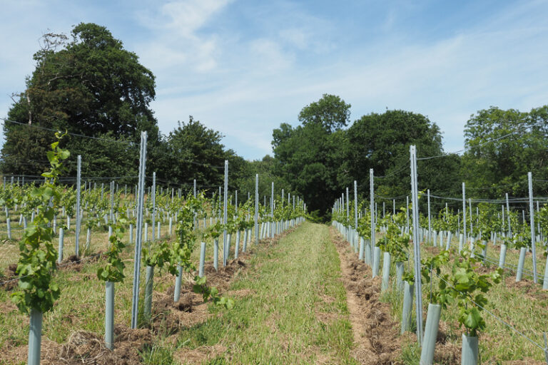 Tillingham: visting the winery leading the charge for natural wine in ...