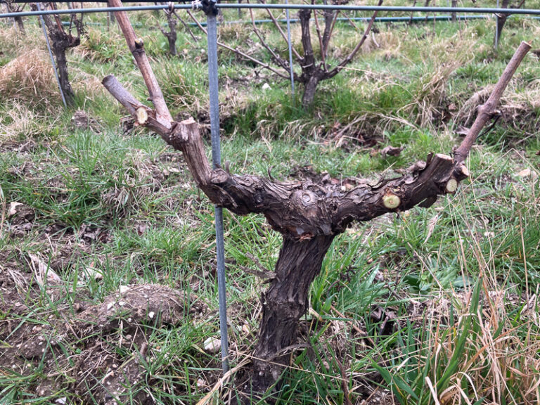 New releases from Place of Changing Winds: a remarkable vineyard-based ...