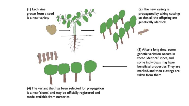 What is a grape variety? What is a clone? Unpacking the science ...