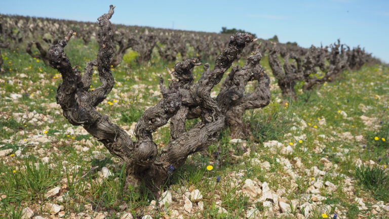 Exploring Lirac (7) an overview and a big tasting of Lirac wines ...