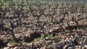 Exploring Lirac (7) an overview and a big tasting of Lirac wines ...