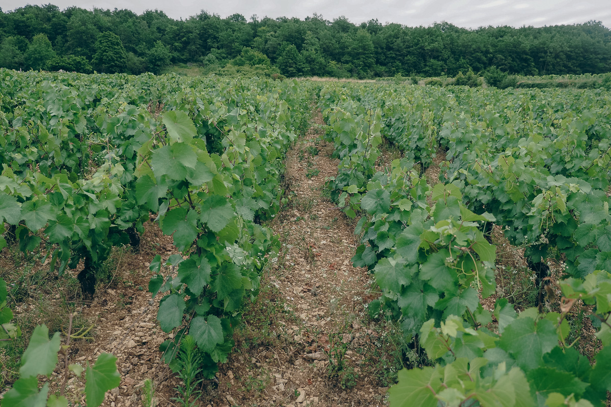 Aligoté: how a lesser-known variety from Bourgogne is suddenly hitting ...