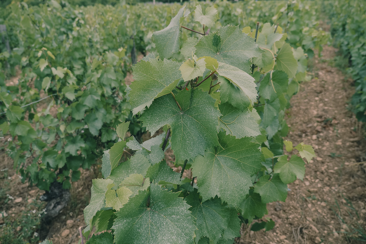 Aligoté: how a lesser-known variety from Bourgogne is suddenly hitting ...